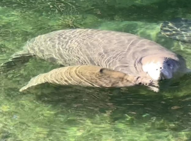 Dive into the Magic of Manatee Season at Blue Spring State Park | Blue ...