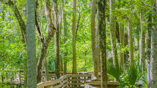 Blue Spring State Park | Blue Spring Adventures